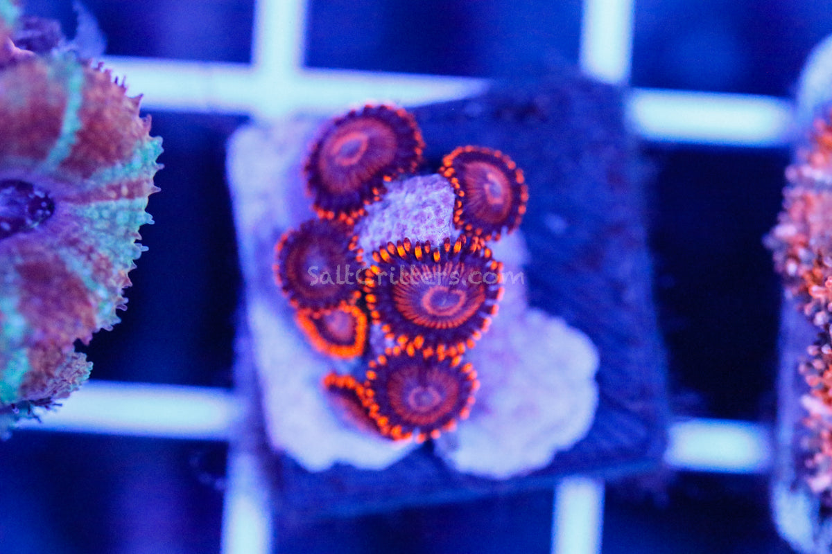 Twizzler Zoanthid Coral F159 – SaltCritters