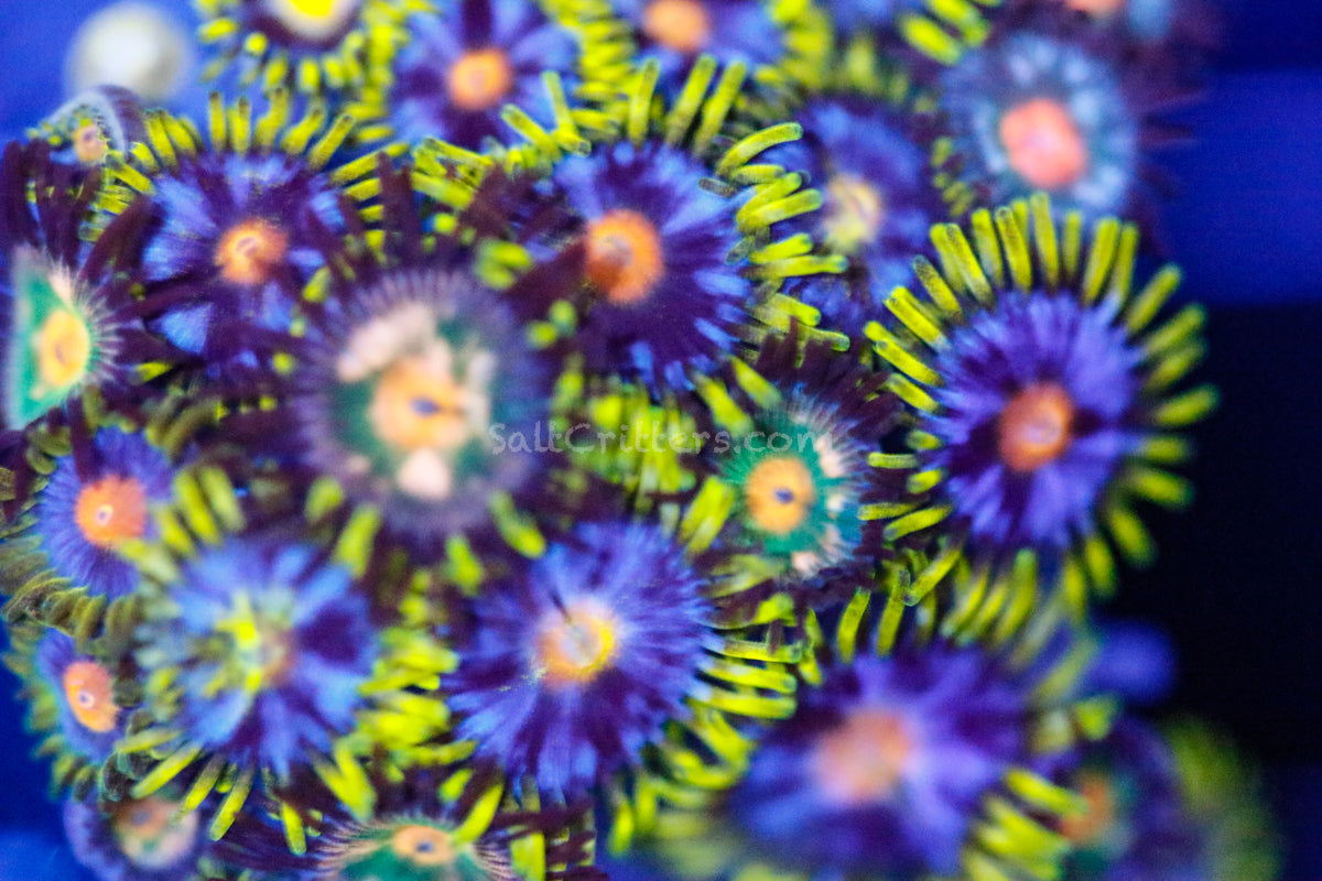 Top 10 Beginner Corals That Thrive (Easy Reef Tank Corals) | SaltCritters