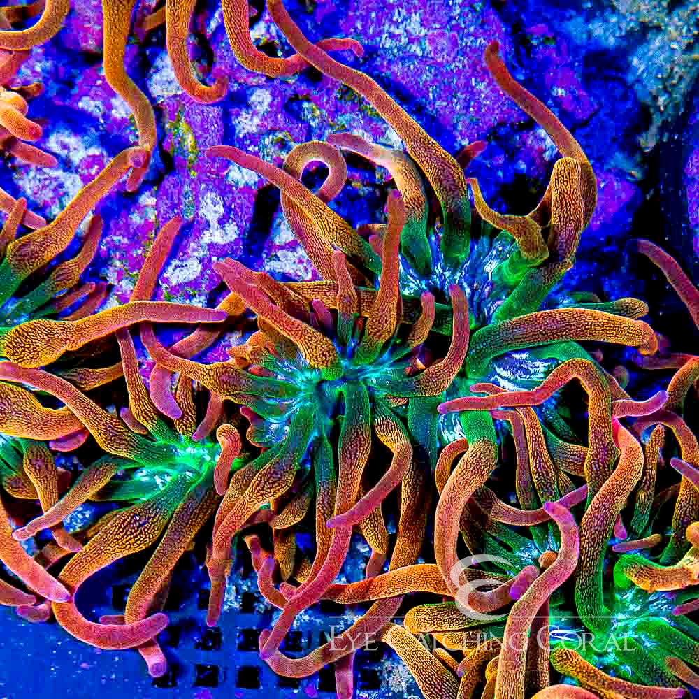 ECC Rainbow Inferno Bubble Tip Anemone – Ultra-Color Rainbow BTA ...