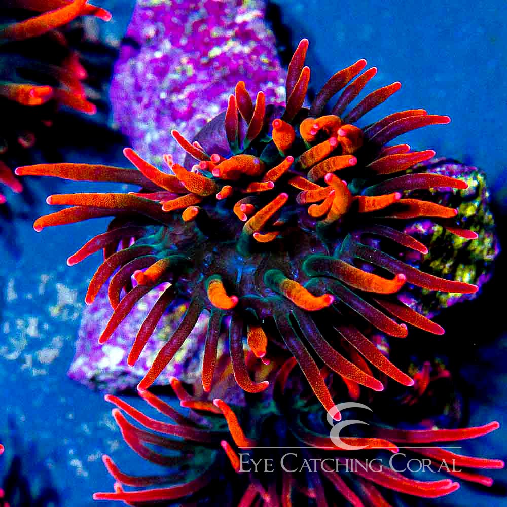 ECC Sherman Bubble Tip Anemone – Rare Red BTA for Reef Tanks – SaltCritters