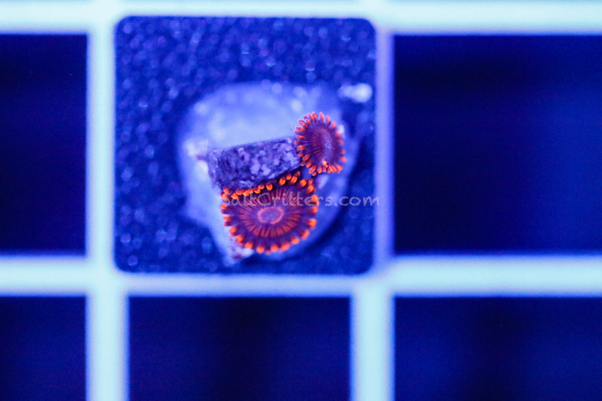 Twizzler Zoanthid Coral D118 – SaltCritters