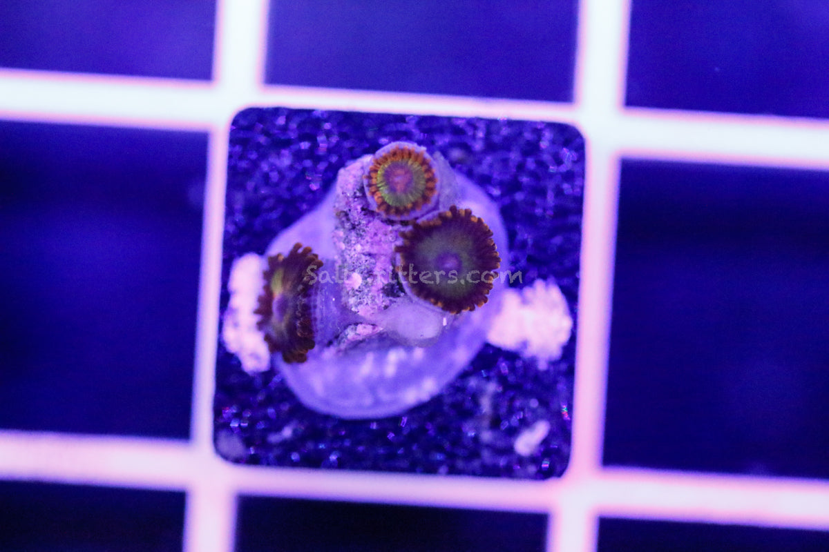 Fruit Loops Zoanthid Coral D324 – SaltCritters