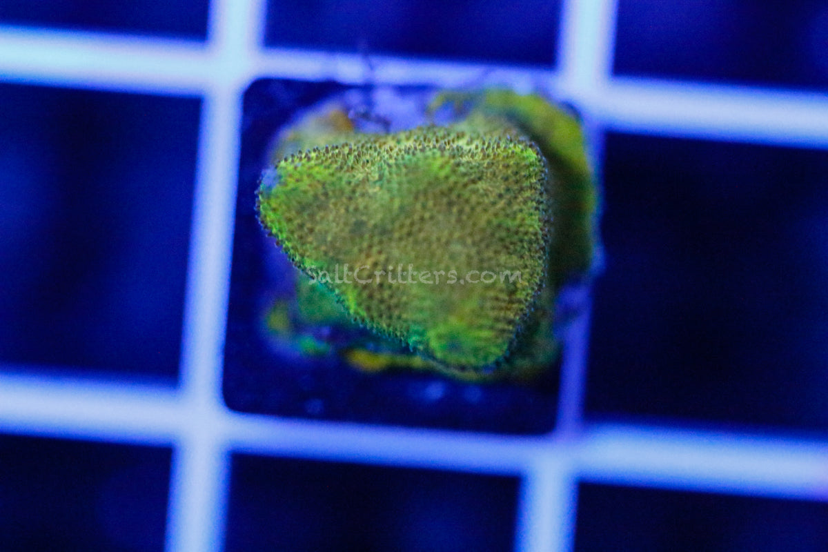 Psammocora Coral F150 – SaltCritters