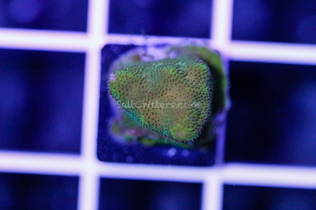 Psammocora Coral F150 – SaltCritters