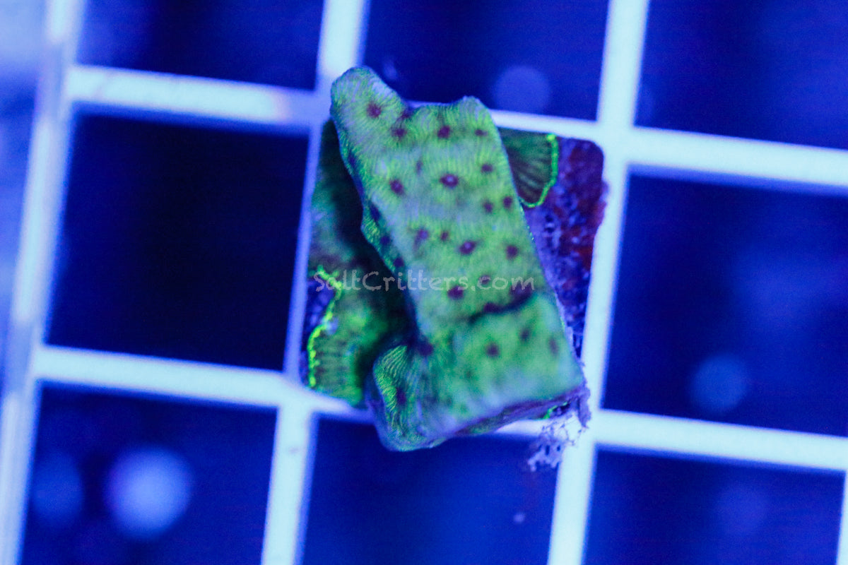 Leptoseris Coral F236 – SaltCritters