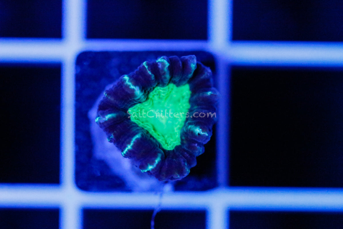 Candy Cane Coral F399 – SaltCritters