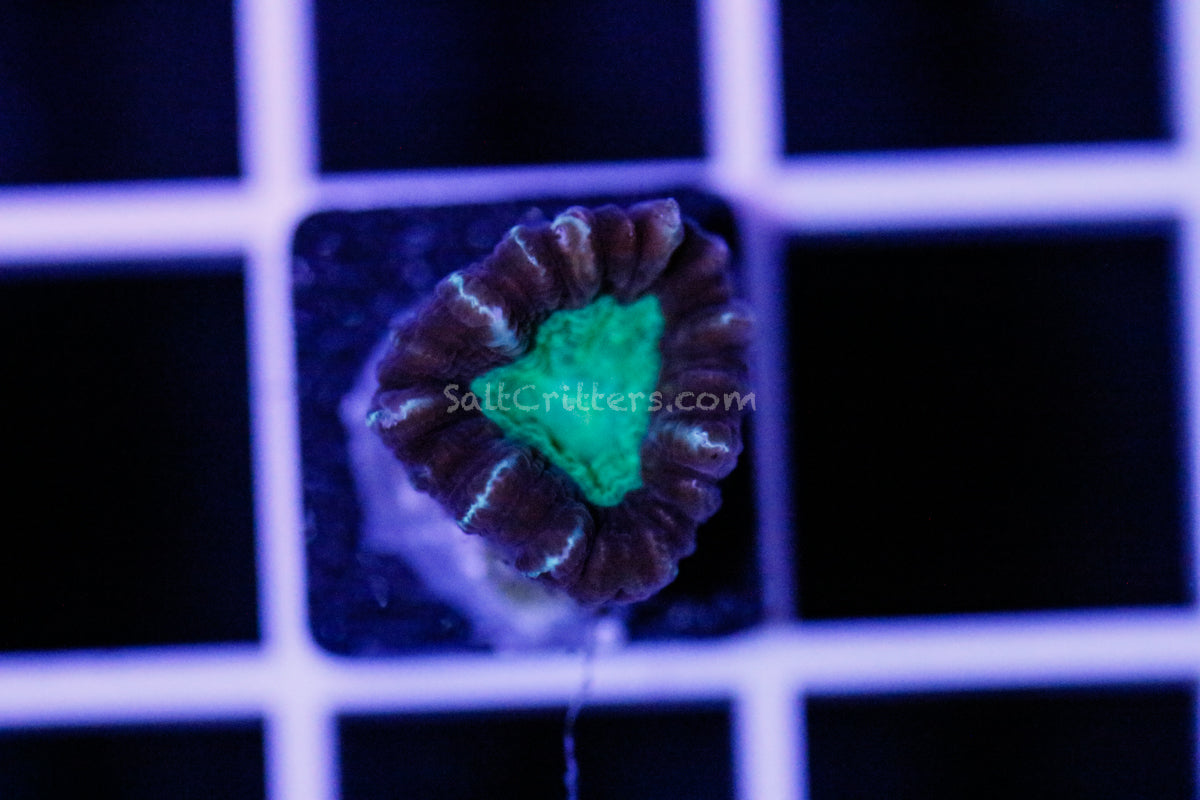 Candy Cane Coral F399 – SaltCritters