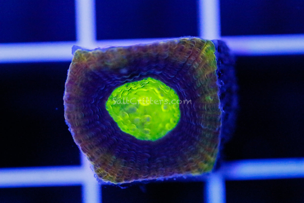 Dragon Soul Prism Favia Coral F74 – SaltCritters