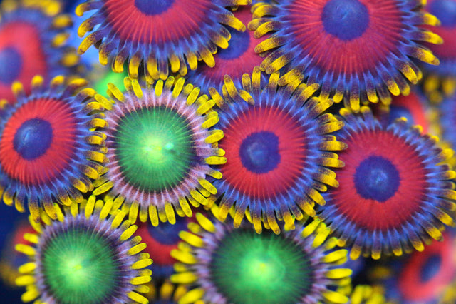 Acan Coral F26 – SaltCritters