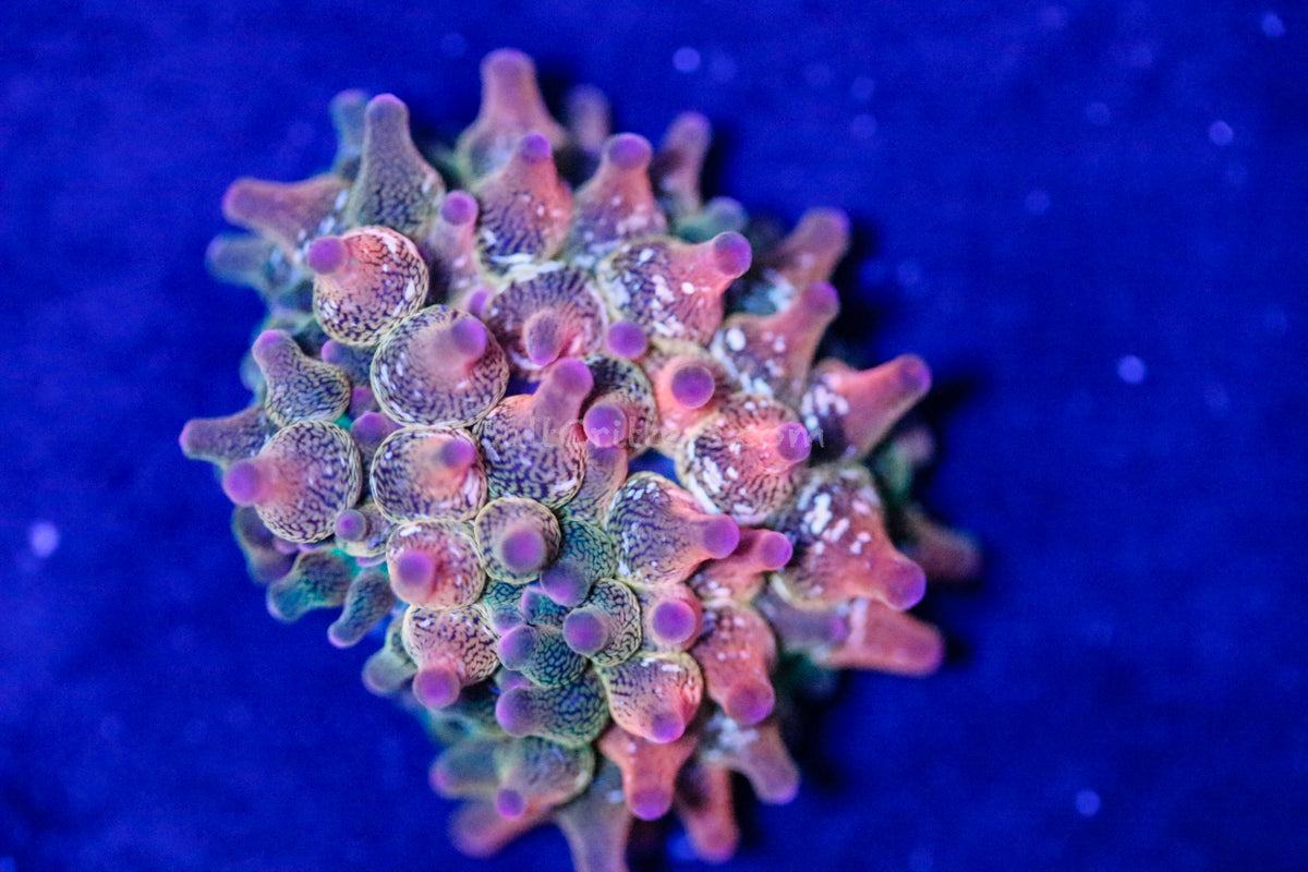 ECC Rainbow Bubble Tip Anemone – Vibrant Multi-Color BTA for Reef Tanks ...