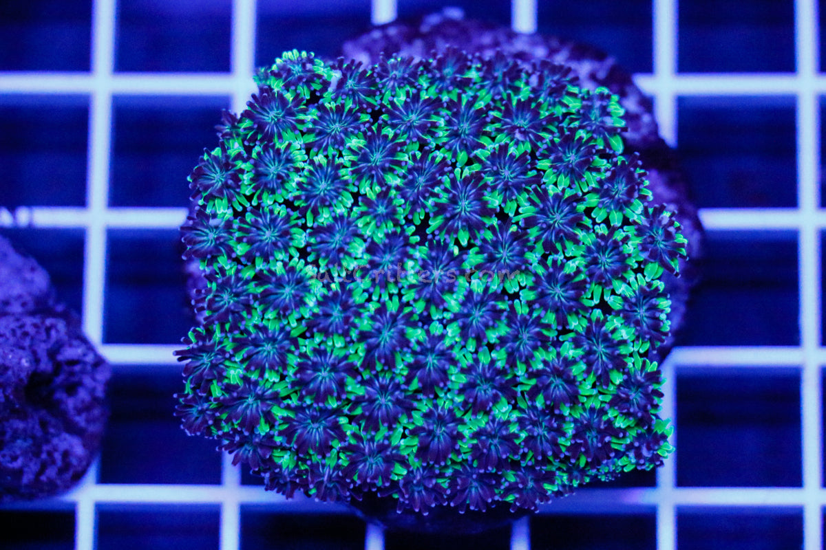 Galaxea Coral Colony – SaltCritters