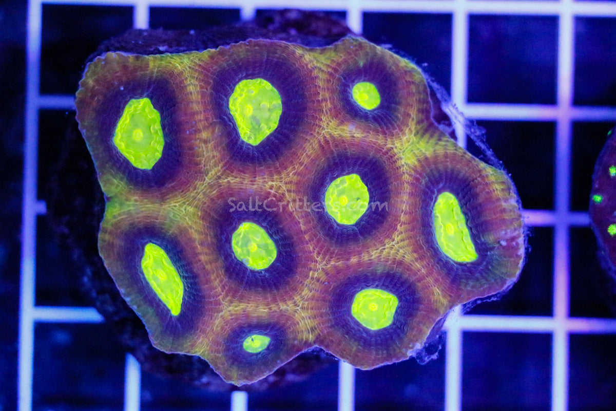 Dragon Soul Prism Favia Coral Colony – SaltCritters