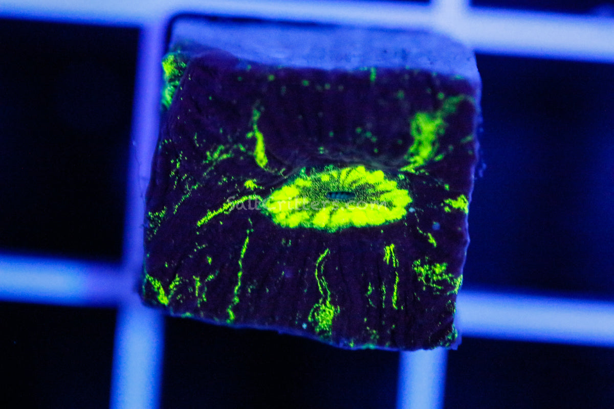 Cosmic Core Moon Coral Frag | SaltCritters