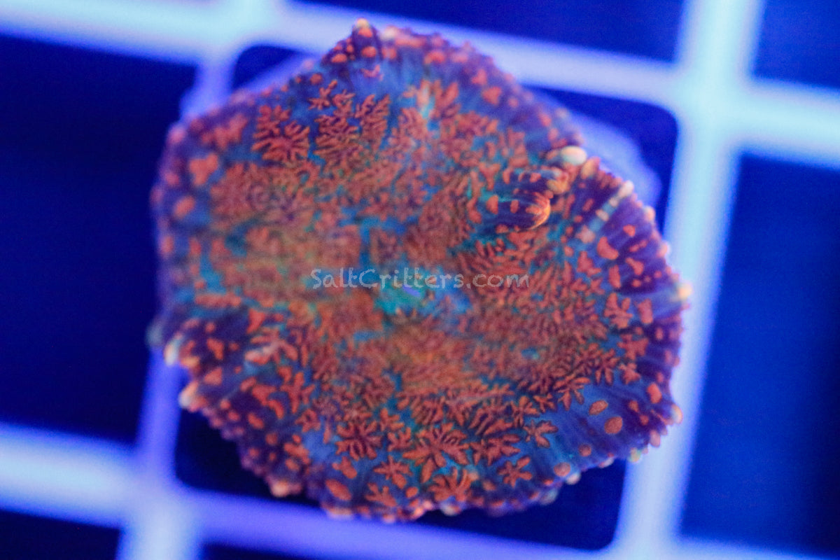 Superman Rhodactis Mushroom Coral | Bright Red-Orange & Blue Color ...