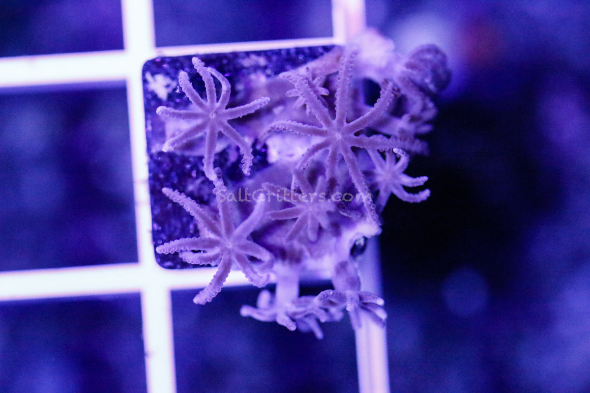 Waving Hand Anthelia Coral Frag | Soft Coral for Reef Tanks | SaltCritters