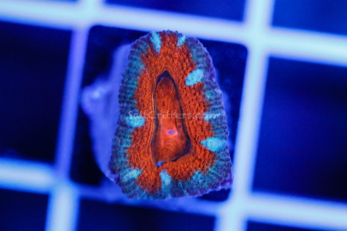 Molten Ice Acan – Orange & Teal Acan Coral Frag | SaltCritters
