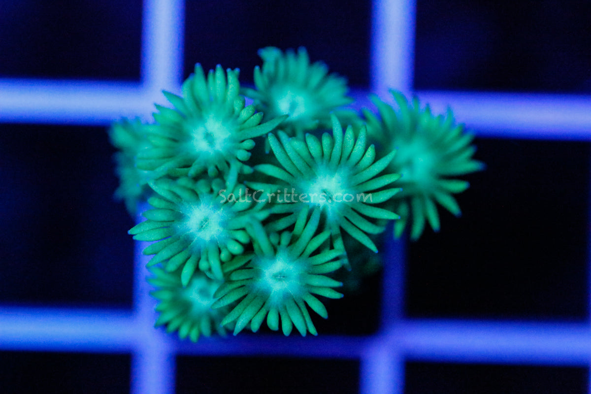 Tonga Green Goniopora Frag – Bright Flower Pot Coral | SaltCritters
