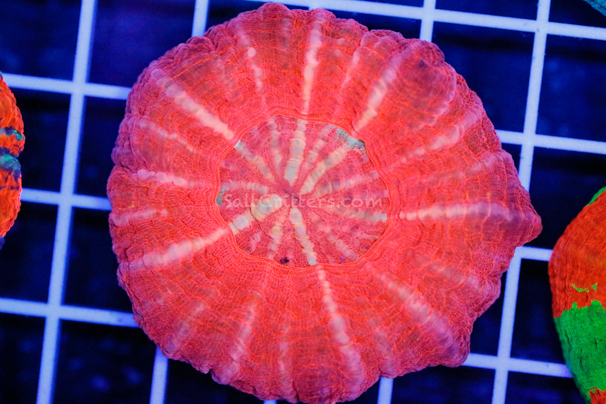 Ultra Red Scolymia Coral 2 – SaltCritters