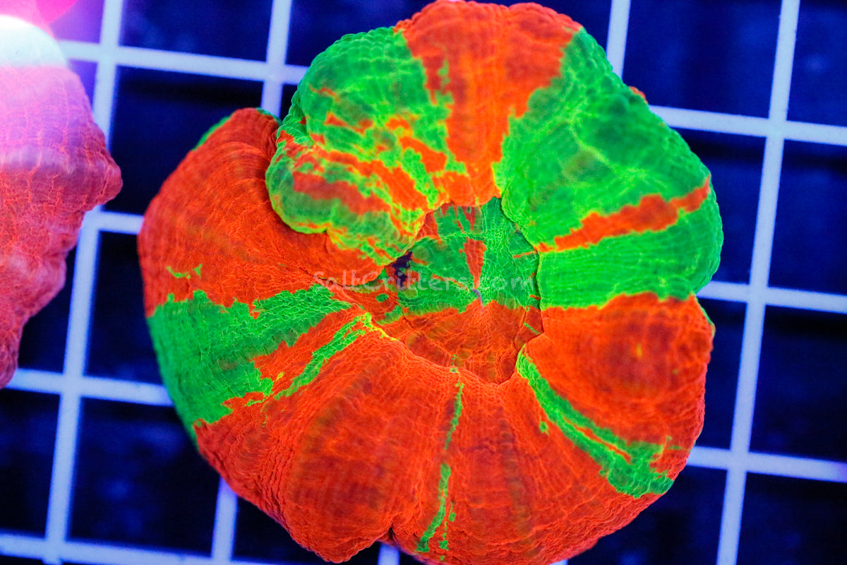 Ultra Bleeding Apple Scolymia Coral 3 – SaltCritters