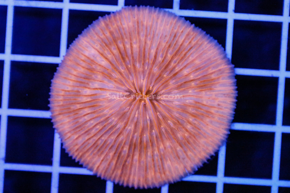Tonga Orange Fungia Plate Coral 2 – SaltCritters