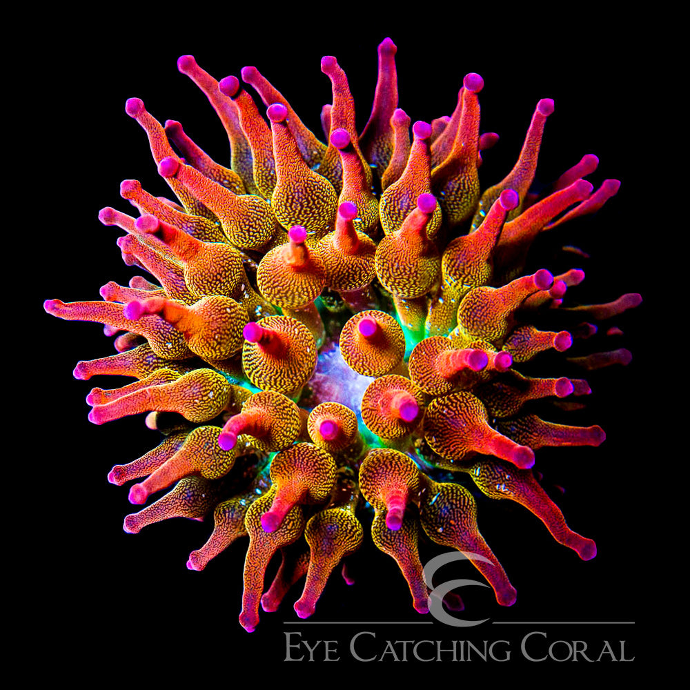 ECC Rainbow Bubble Tip Anemone – Vibrant Multi-Color BTA for Reef Tanks ...