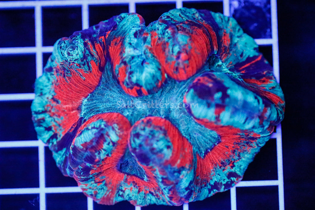 Live Coral Frags & Reef Corals for Sale | SaltCritters